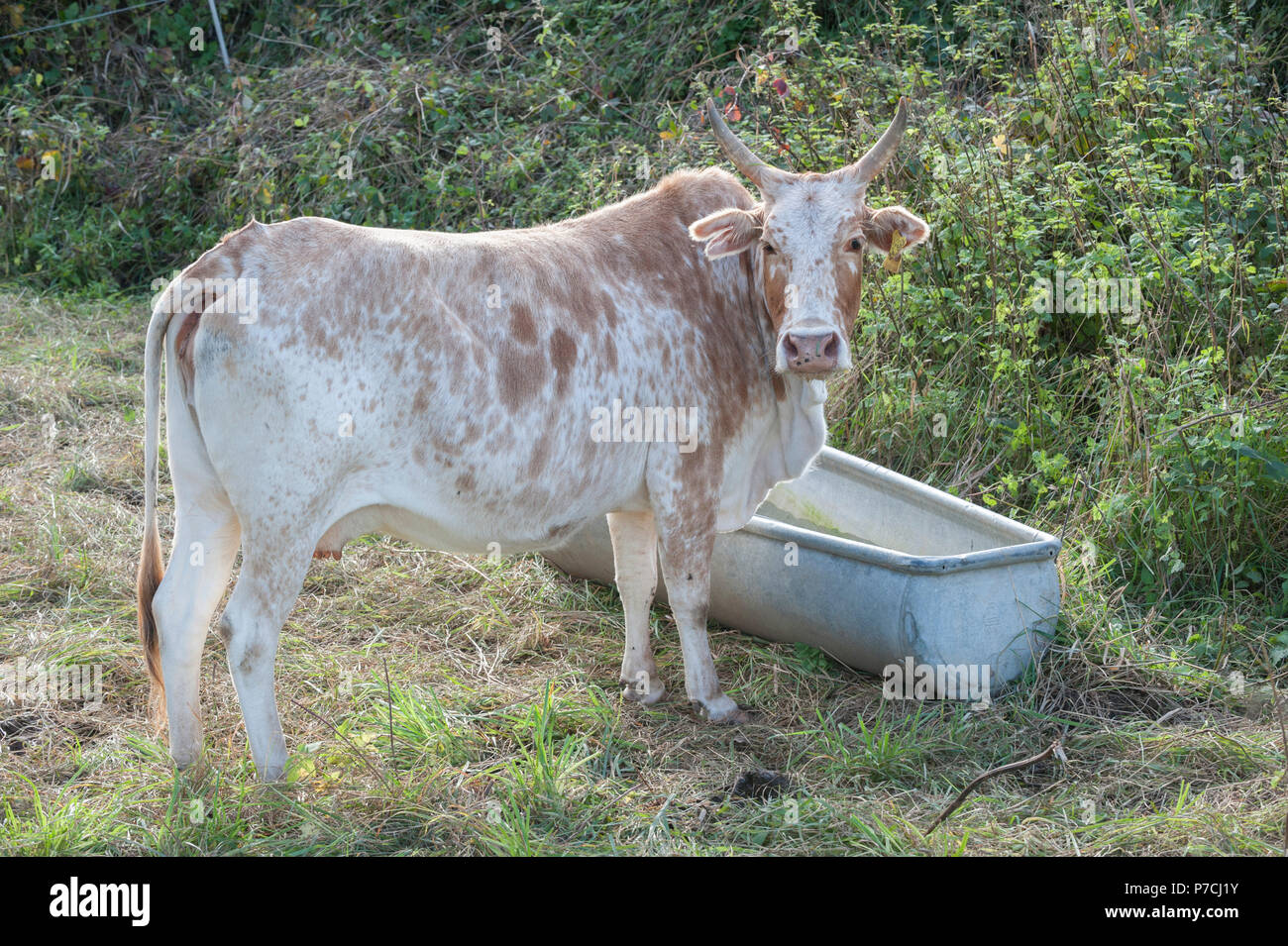 Zebu zebus hi-res stock photography and images - Alamy