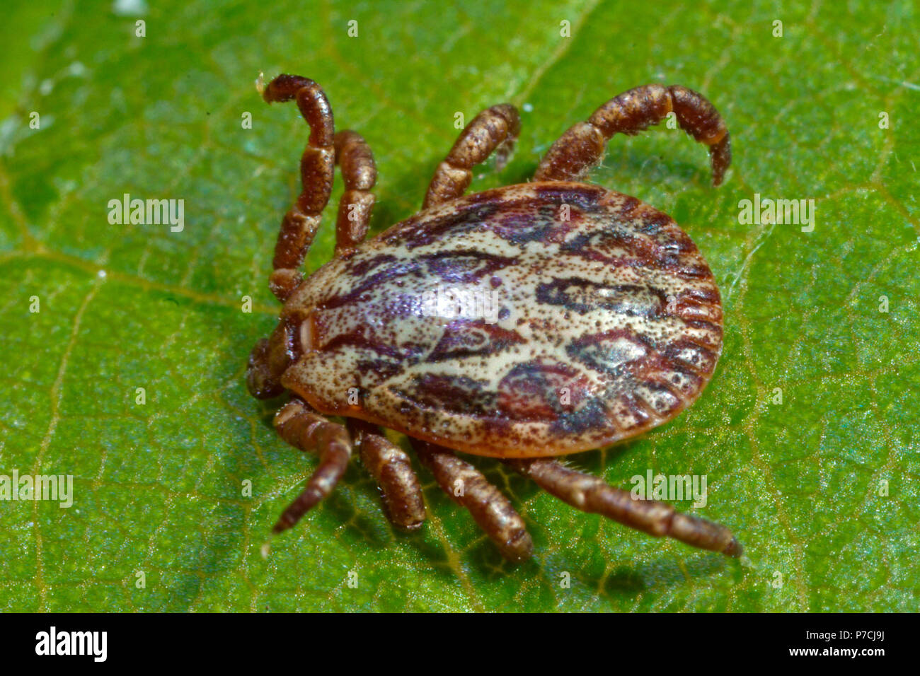 ornate cow tick, male, (Dermacentor reticulatus Stock Photo - Alamy