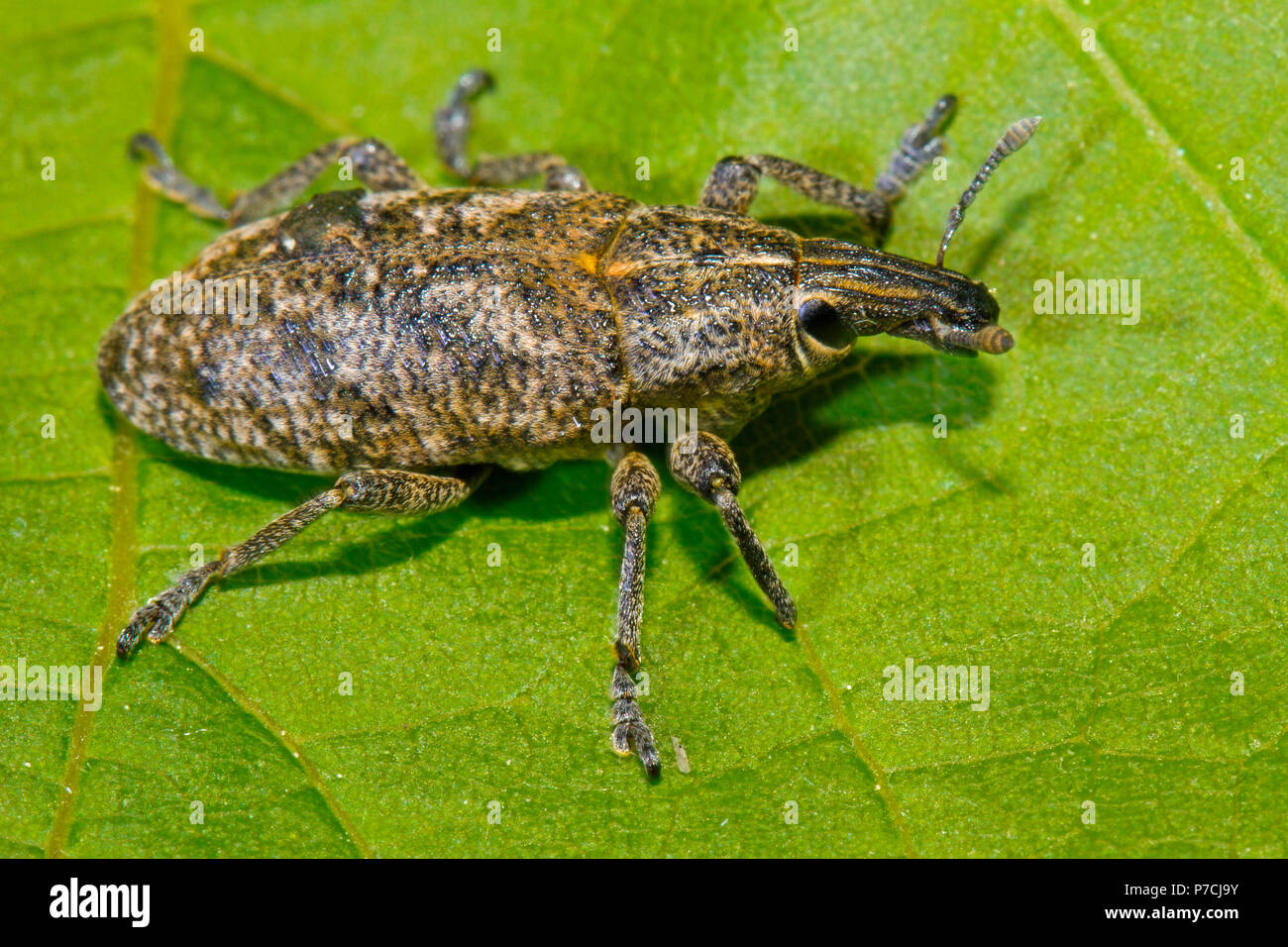 Adult weevils hi-res stock photography and images - Alamy
