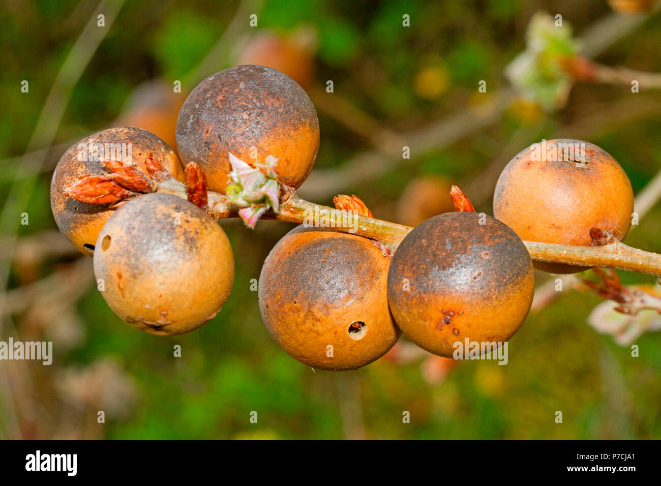 oak apples, oak gall wasp, (Biorhiza pallida Stock Photo - Alamy