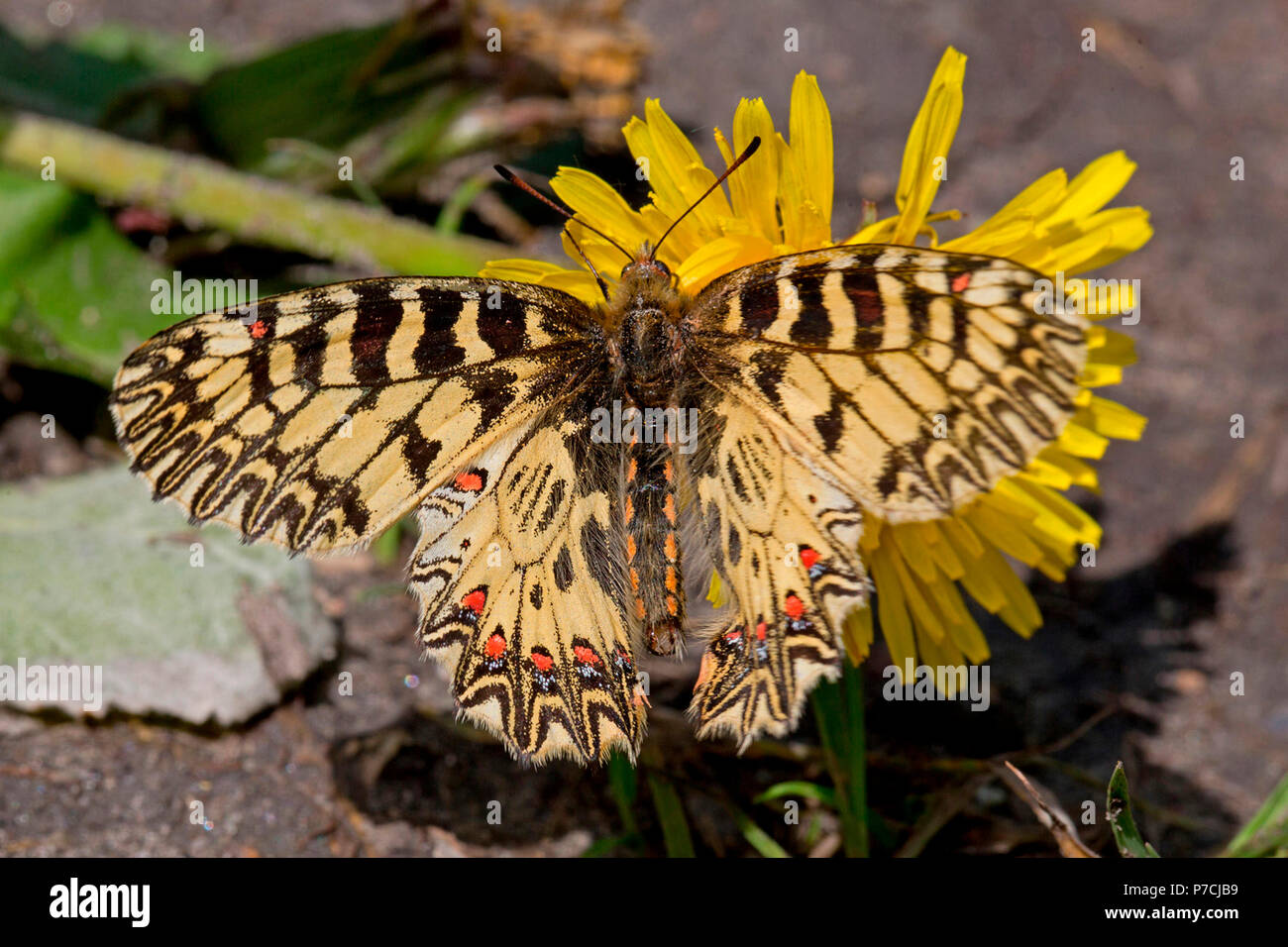 Festoons hi-res stock photography and images - Alamy