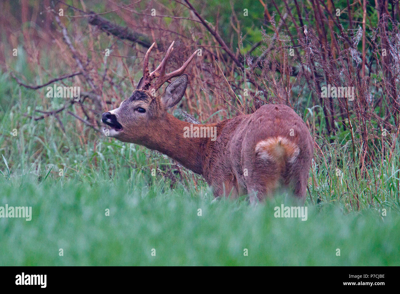 Roebuck hi-res stock photography and images - Alamy