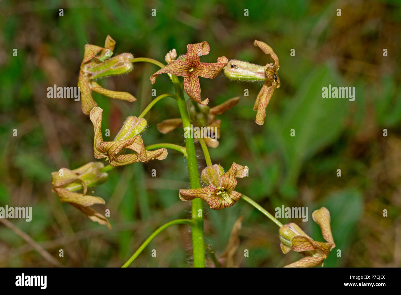 Hesperis tristis, (Hesperis tristis Stock Photo - Alamy