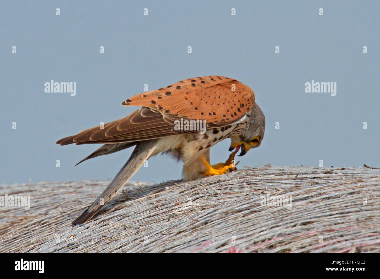 Common kestrel hi-res stock photography and images - Alamy