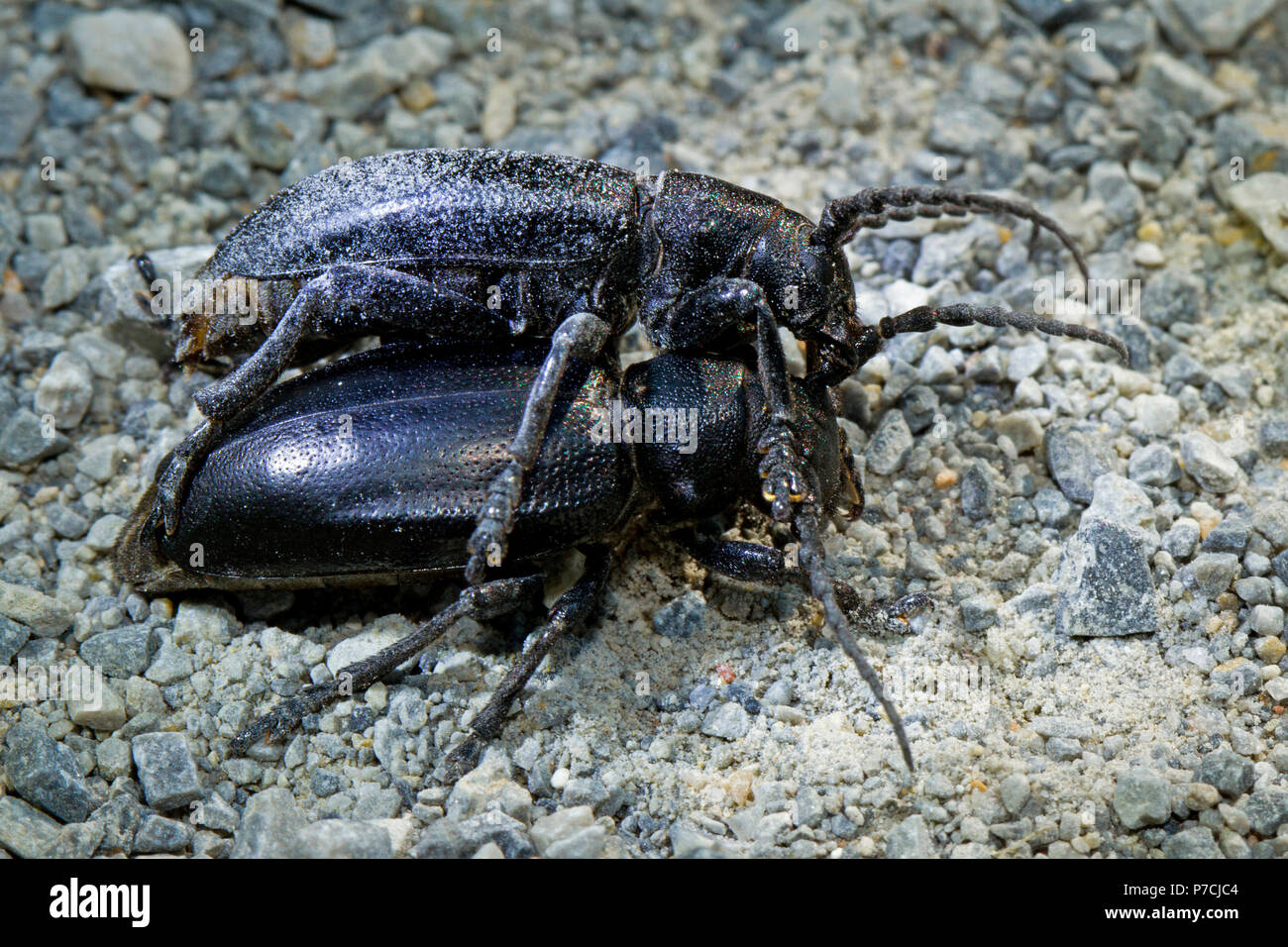 weaver beetles, mating, (Lamia textor Stock Photo - Alamy