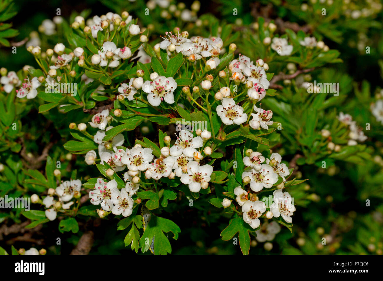 midland hawthorn, (Crataegus laevigata Stock Photo - Alamy