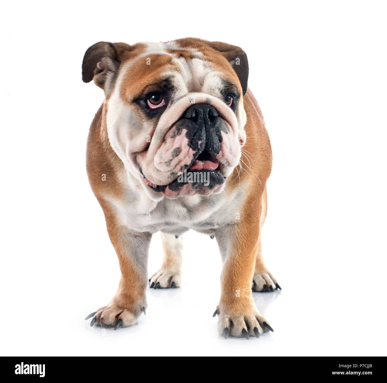 english bulldog in front of white background Stock Photo - Alamy