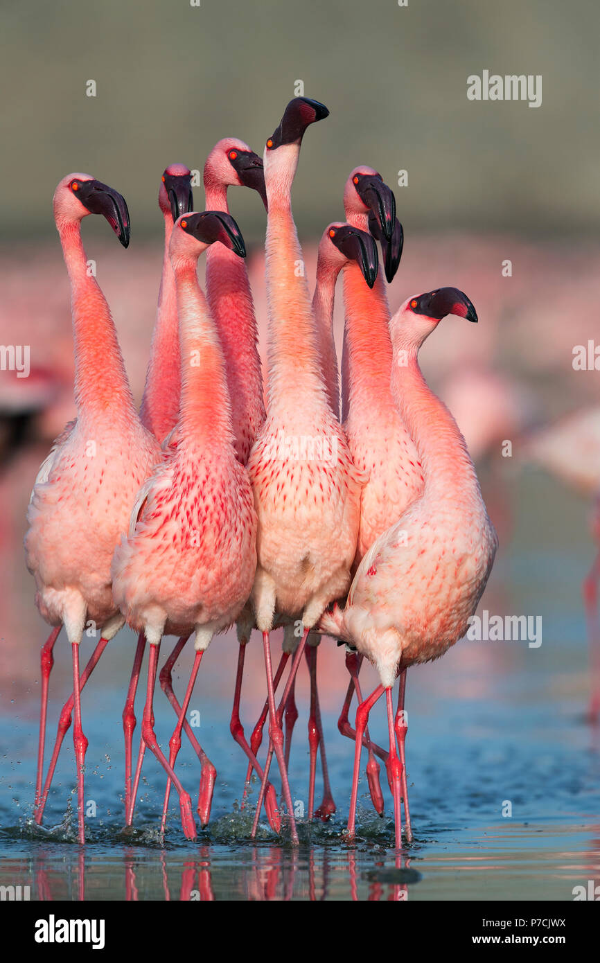 The image of Lesser flamingo (Phoenicoparrus minor) courtship dance in ...