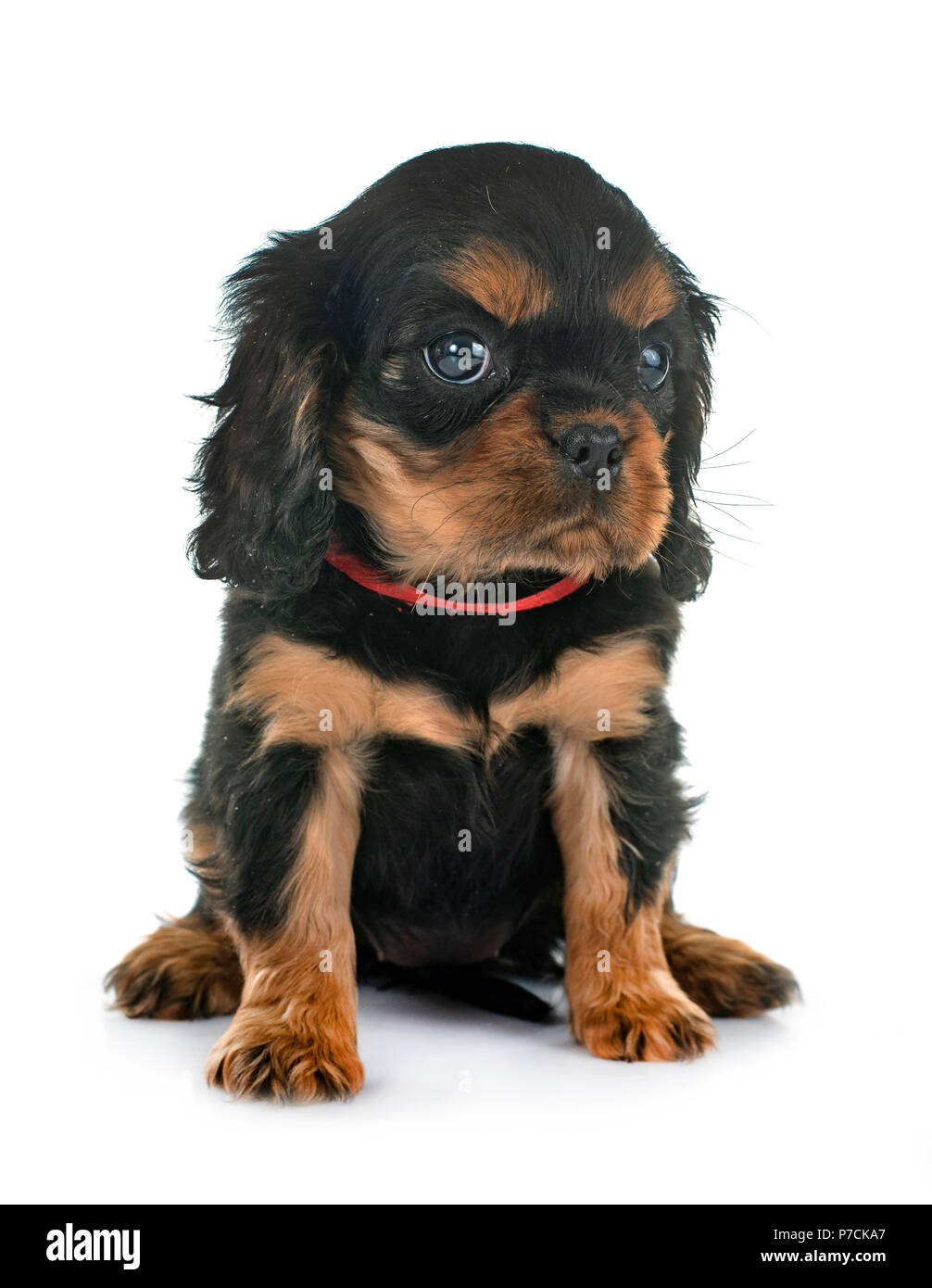 puppy cavalier king charles in front of white background Stock Photo ...
