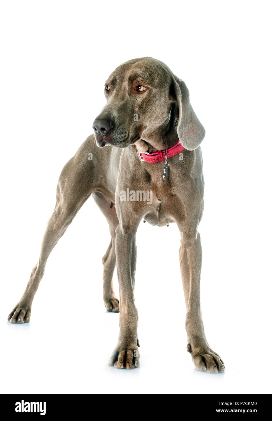 gray Weimaraner in front of white background Stock Photo - Alamy