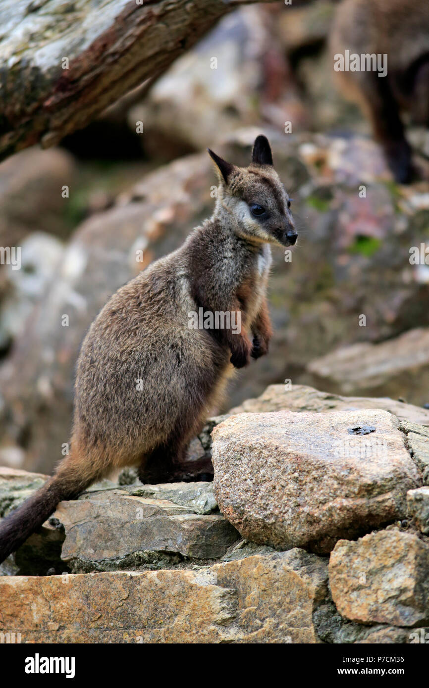 Brush Tailed Rock Wallabies High Resolution Stock Photography and ...