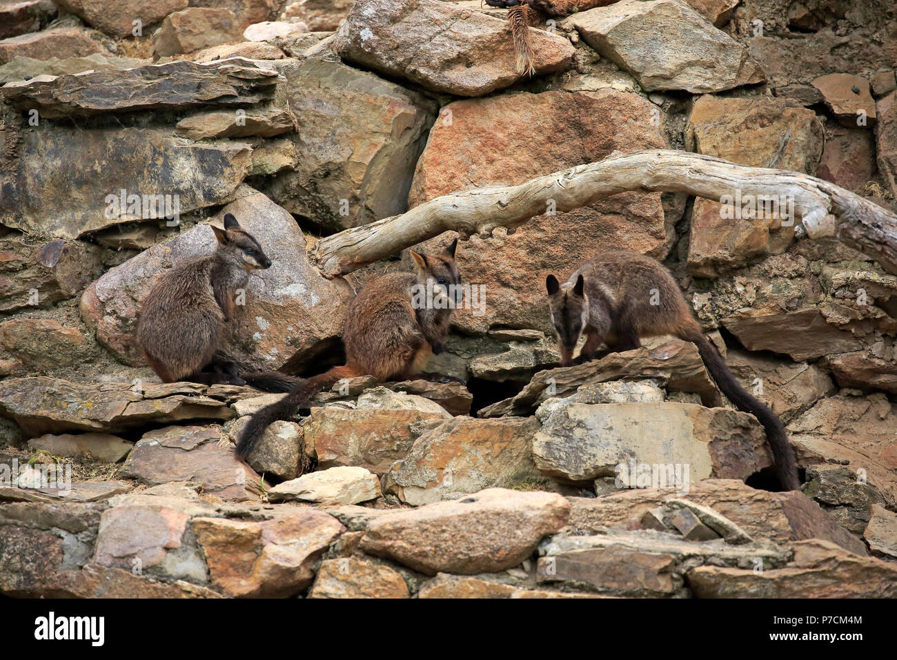 Brush tailed rock wallaby hi-res stock photography and images - Alamy