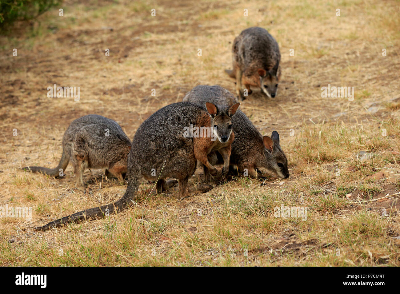 Tammar Wallaby, Dama-Wallaby, group of adults feeding, Kangaroo Island ...