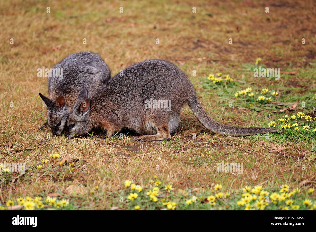 Tamar wallabies hi-res stock photography and images - Alamy