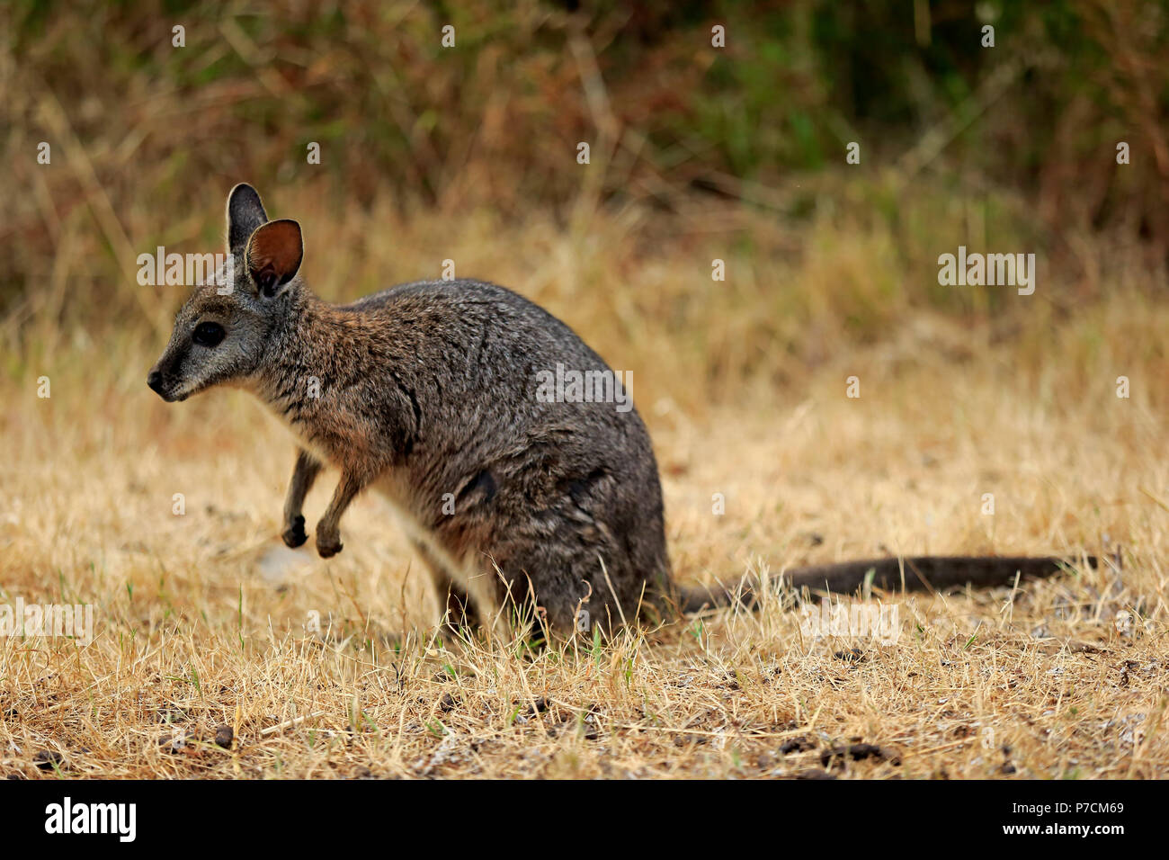 Tammar Wallaby, Dama-Wallaby, adult, Kangaroo Island, South Australia ...