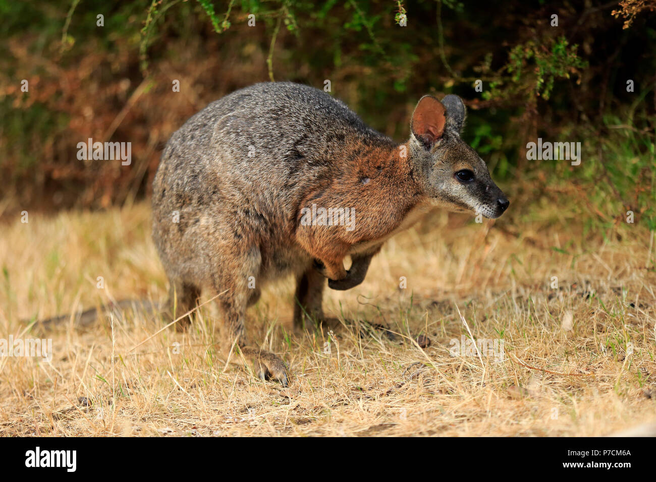 Wallaby dama wallaby macropus eugenii hi-res stock photography and ...