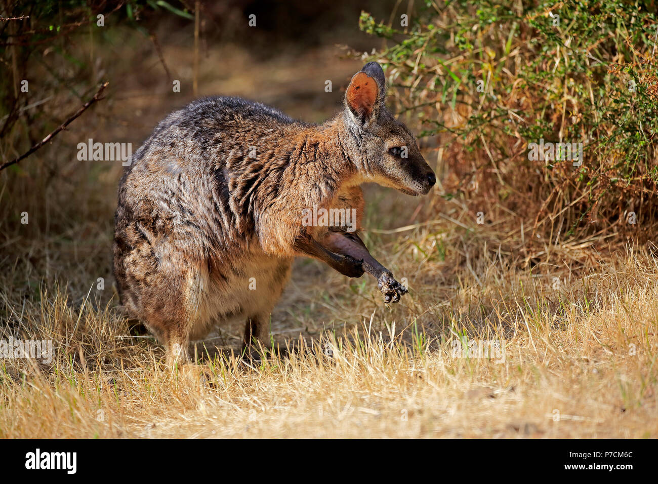 Tammar hi-res stock photography and images - Alamy