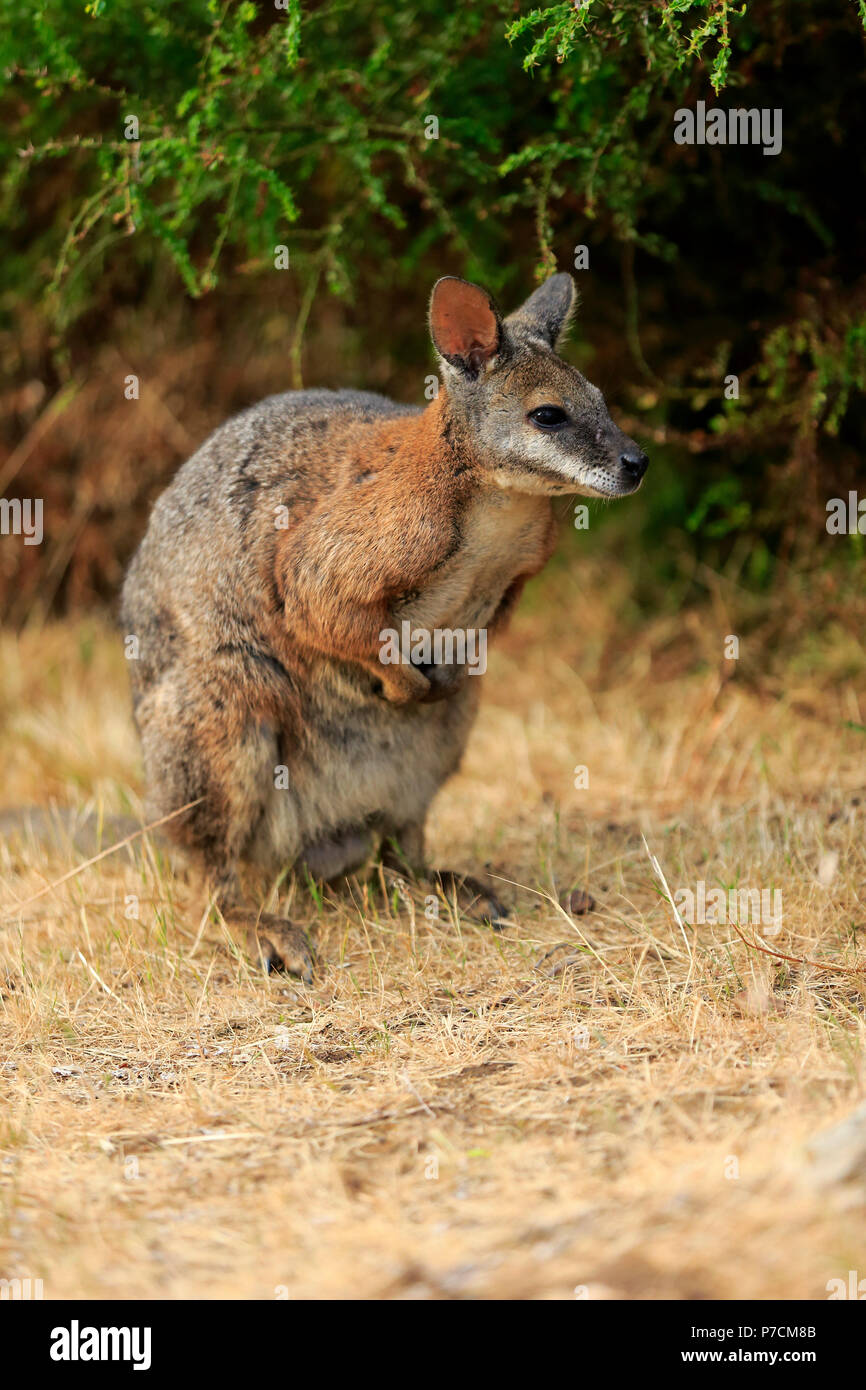 Tammar Wallaby, Dama-Wallaby, adult, Kangaroo Island, South Australia ...