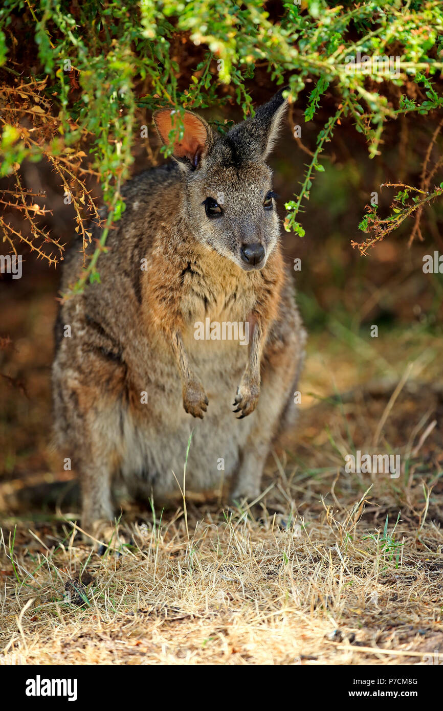 Dama wallabies hi-res stock photography and images - Alamy