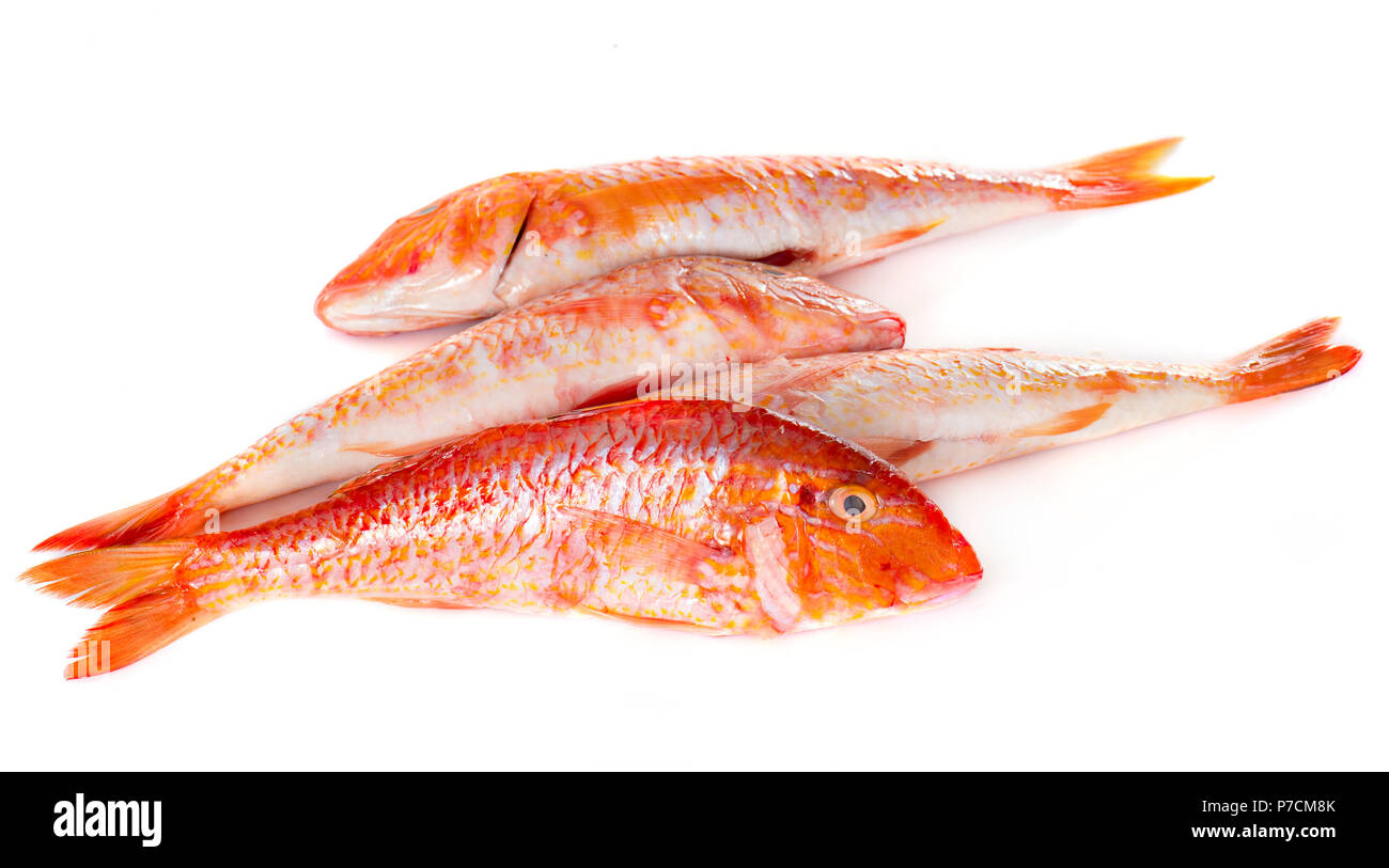 Red mullet in front of white background Stock Photo - Alamy