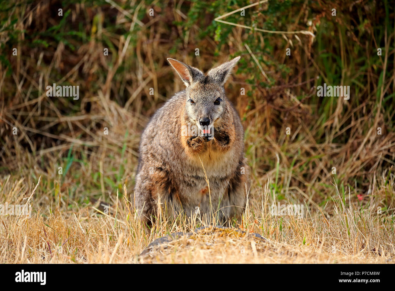 Tamar Island High Resolution Stock Photography and Images - Alamy