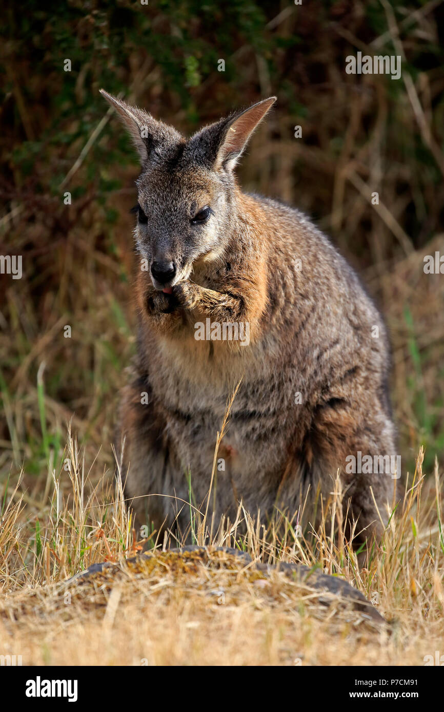 Dama wallabies hi-res stock photography and images - Alamy
