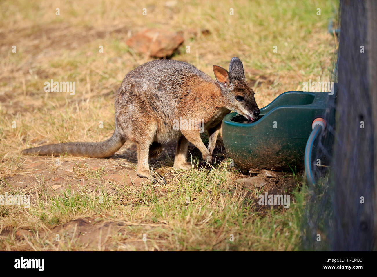 Dama wallabies hi-res stock photography and images - Alamy