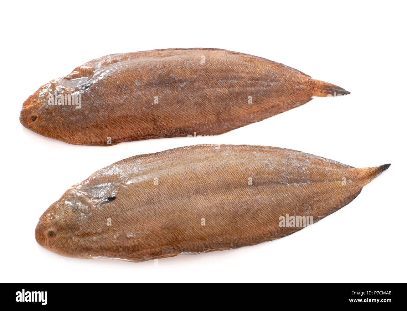 two sole fishes in front of white background Stock Photo - Alamy