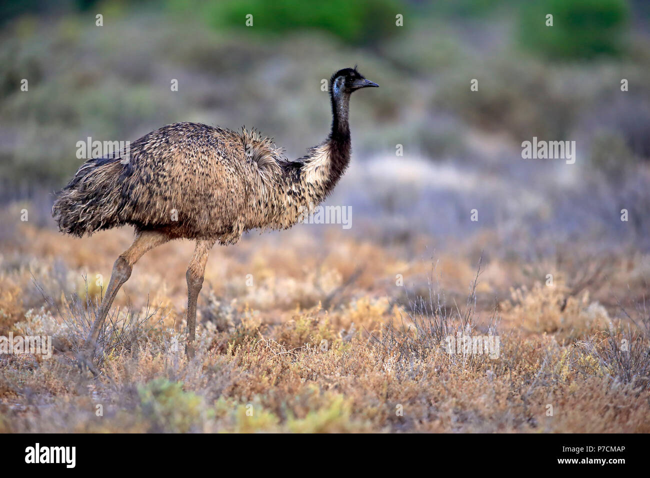 Side view emu in bird hi-res stock photography and images - Alamy