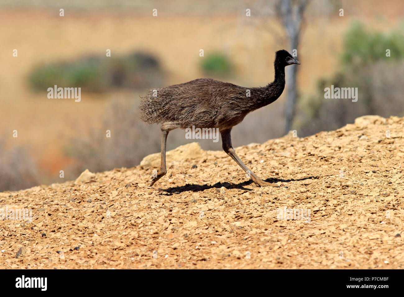 Side view emu in bird hi-res stock photography and images - Alamy