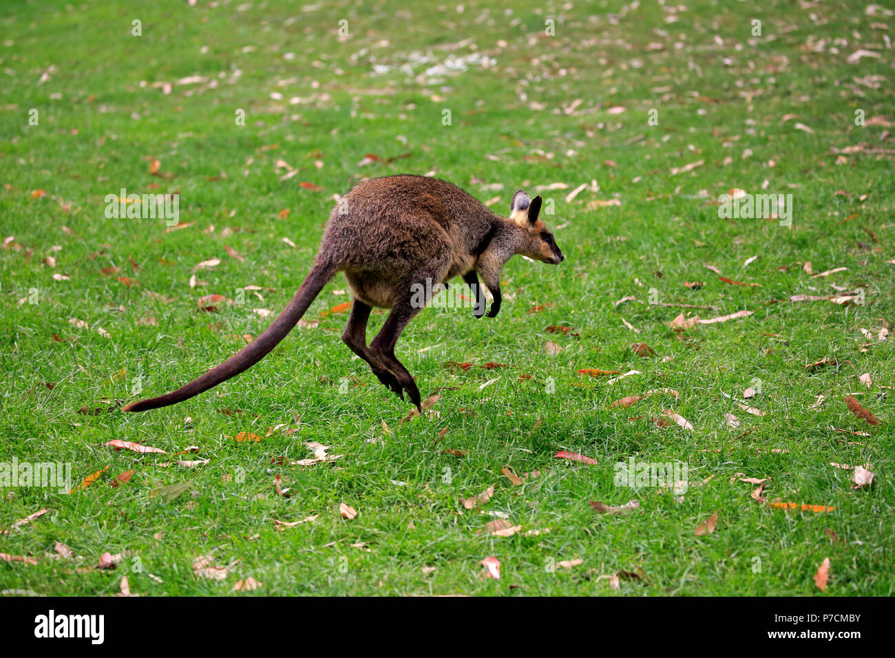 Wallaby Jumping