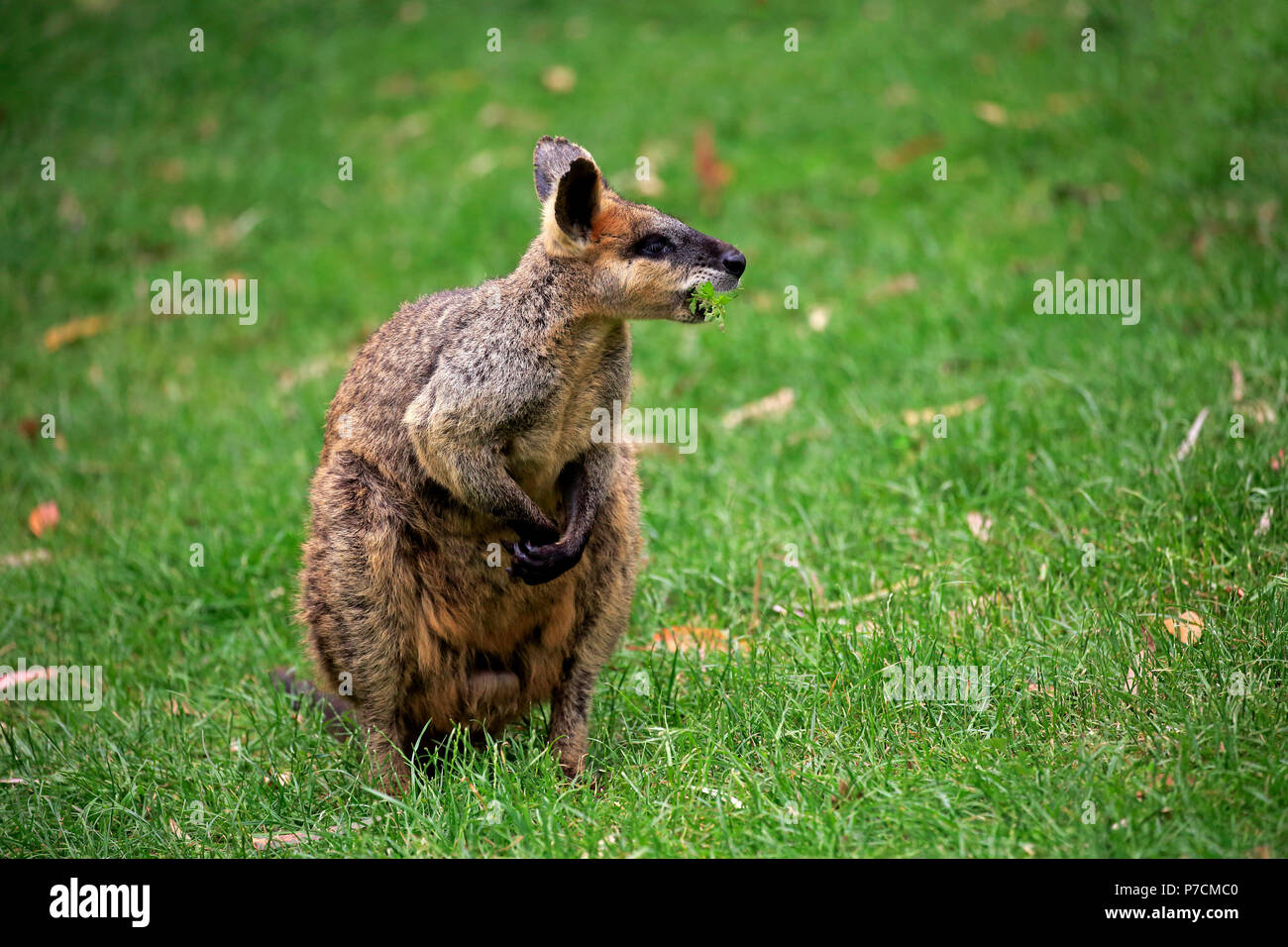 Cuddly animals hi-res stock photography and images - Alamy