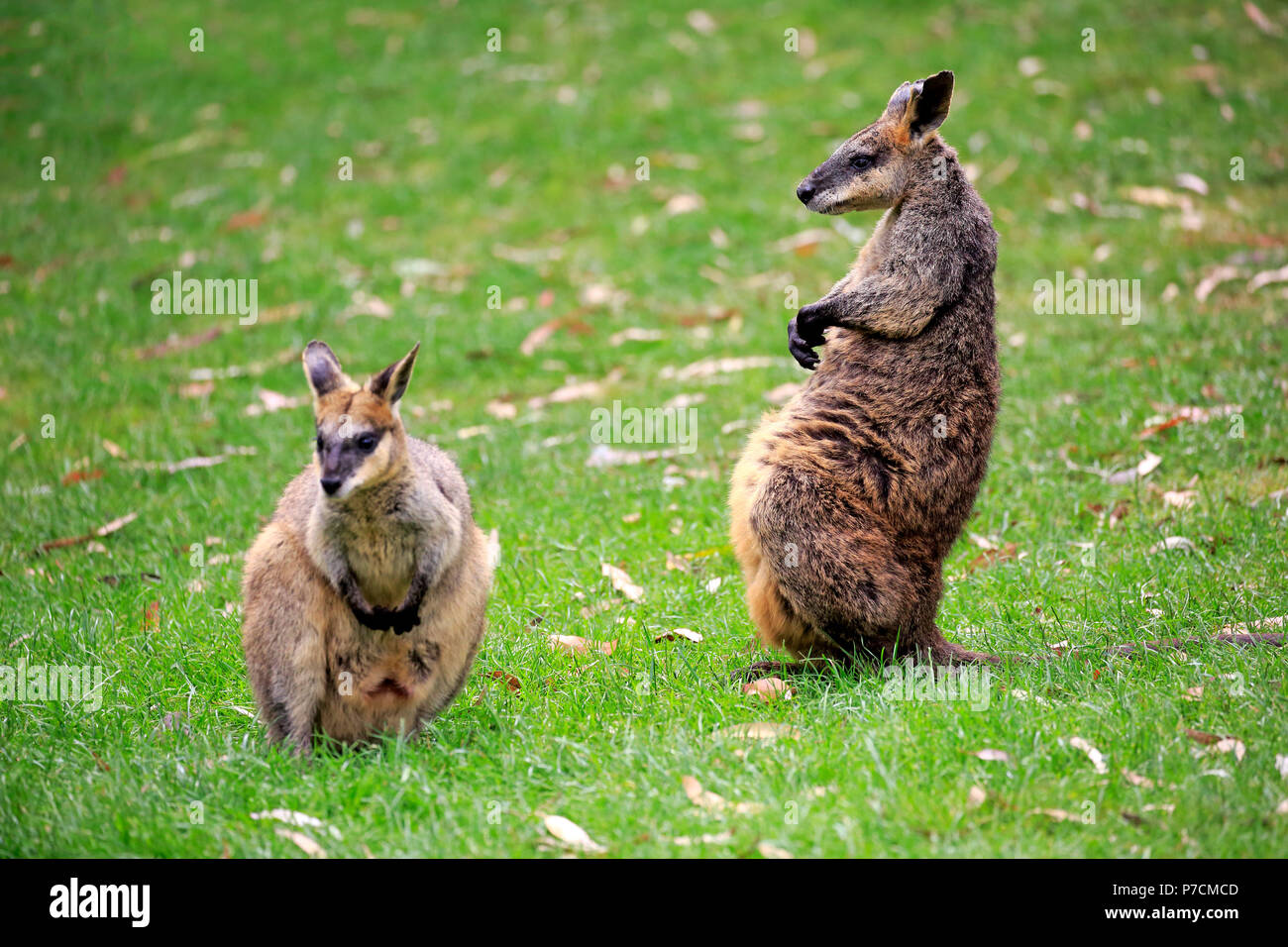 Agile Wallaby, couple, male and female, Cuddly Creek, South Australia ...