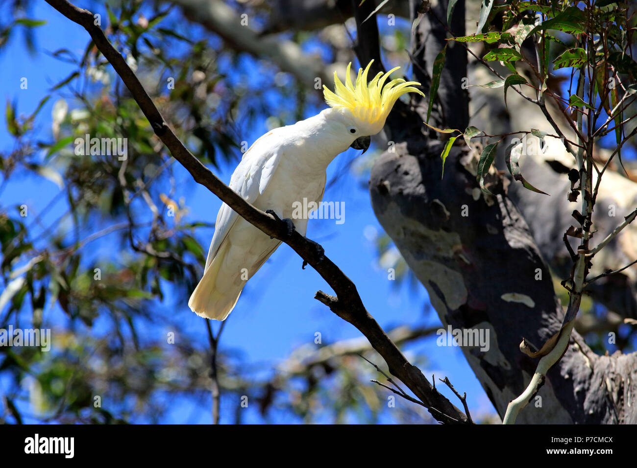 Sulphur crested cockatoos hi-res stock photography and images - Alamy