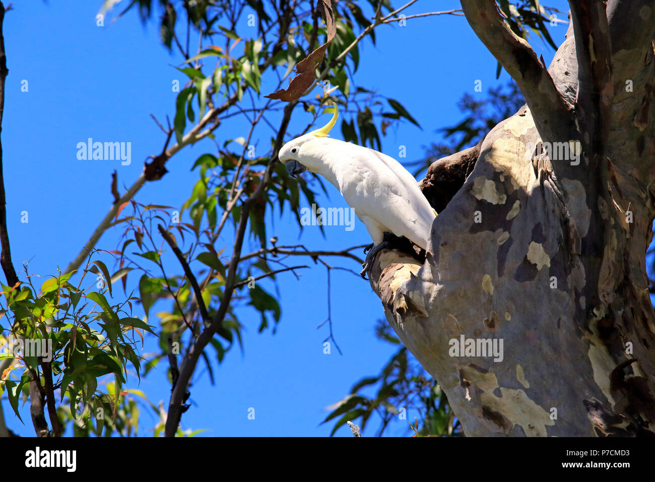 Sulfur-crested Cockatoo, adult on tree at breeding burrow, Murramarang ...