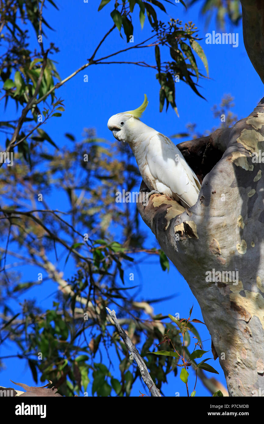 Sulfur-crested Cockatoo, adult on tree at breeding burrow, Murramarang ...