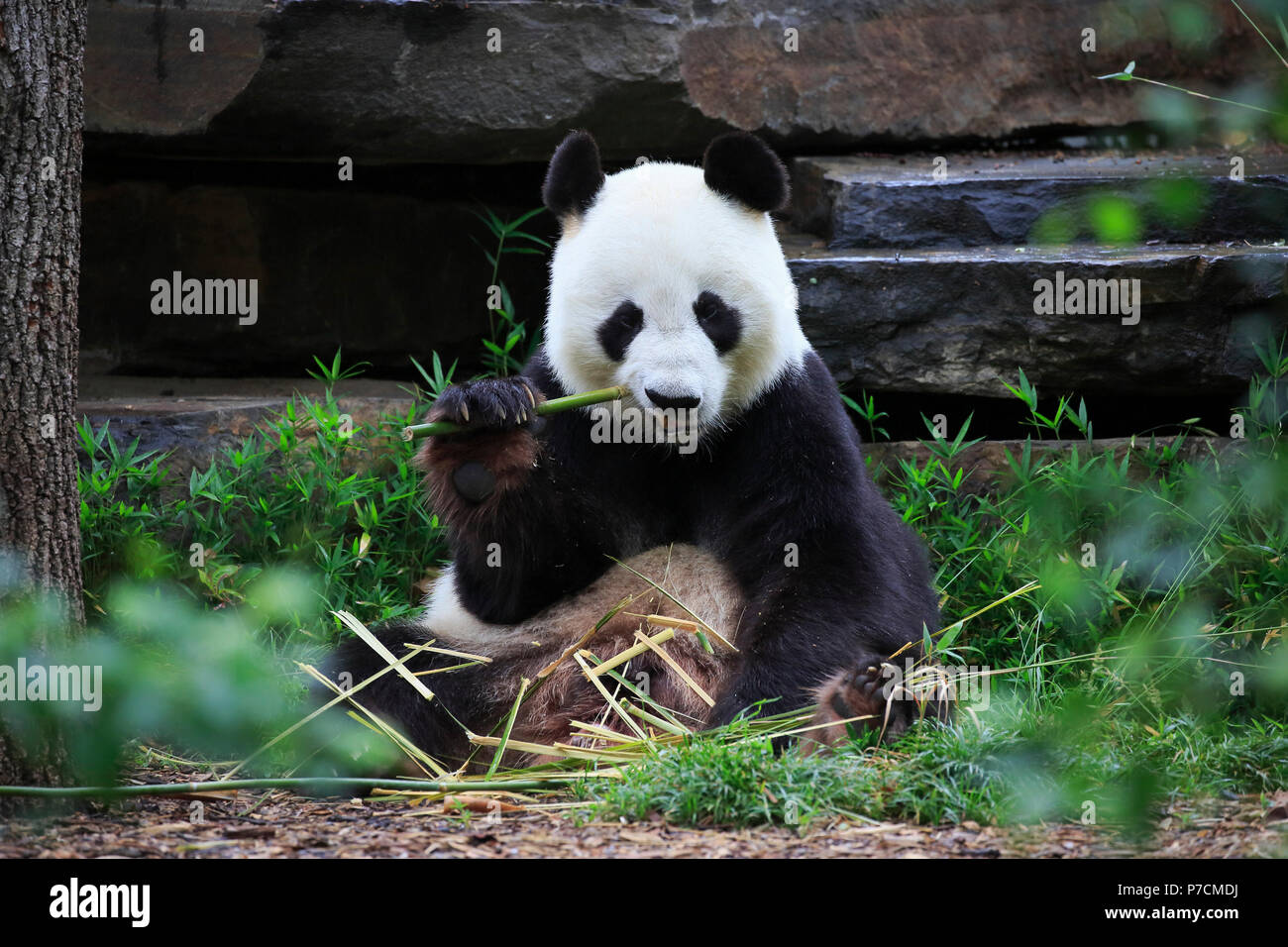 Giant Panda, adult feeding, Adelaide, South Australia, Australia, (Ailuropoda melanoleuca Stock ...