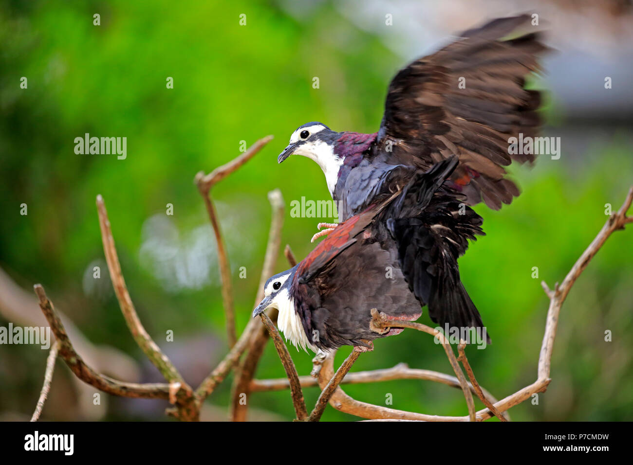 White breasted ground dove, White-bibbed ground dove, Purple ground ...