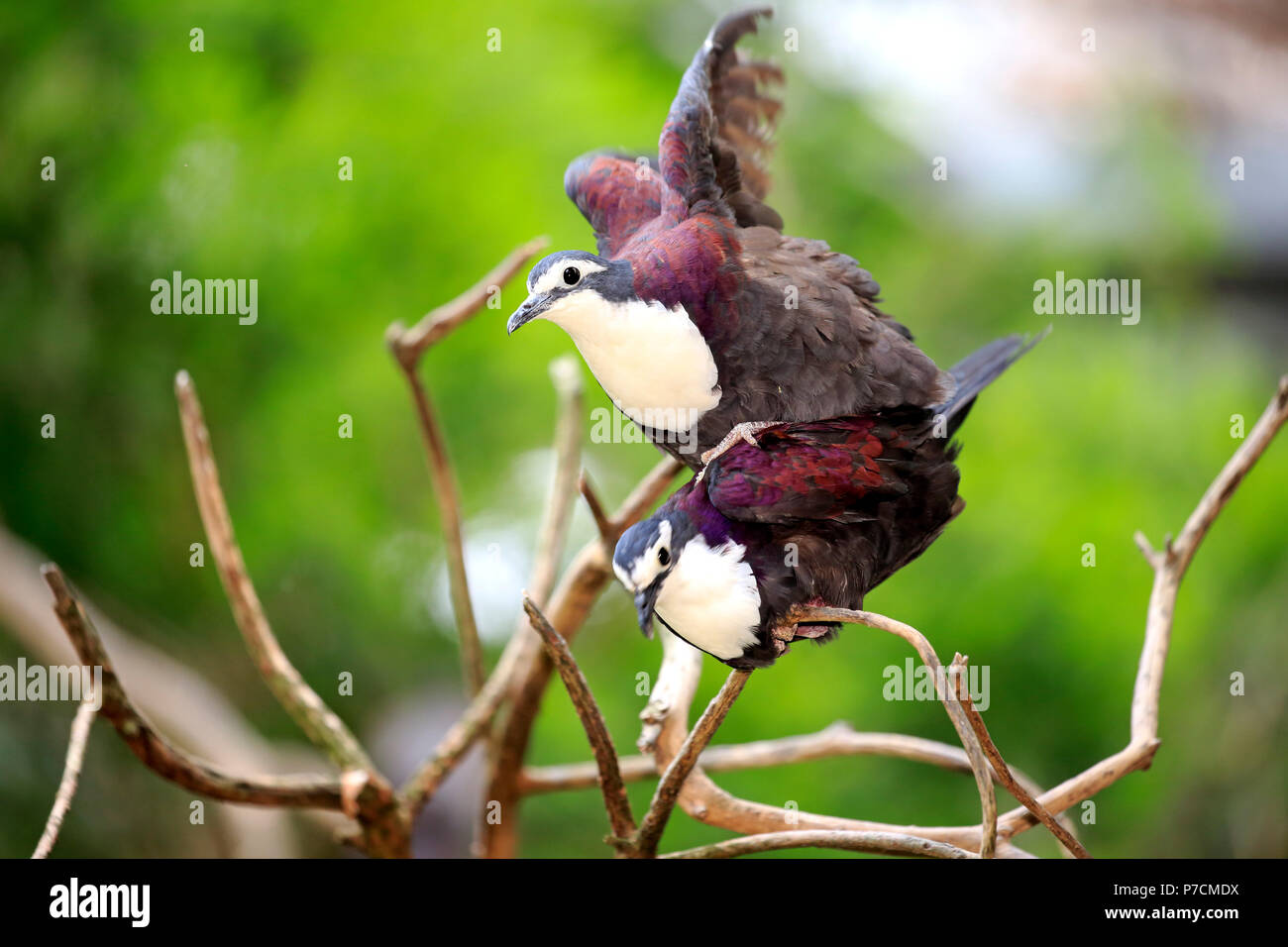 White breasted ground dove, White-bibbed ground dove, Purple ground ...