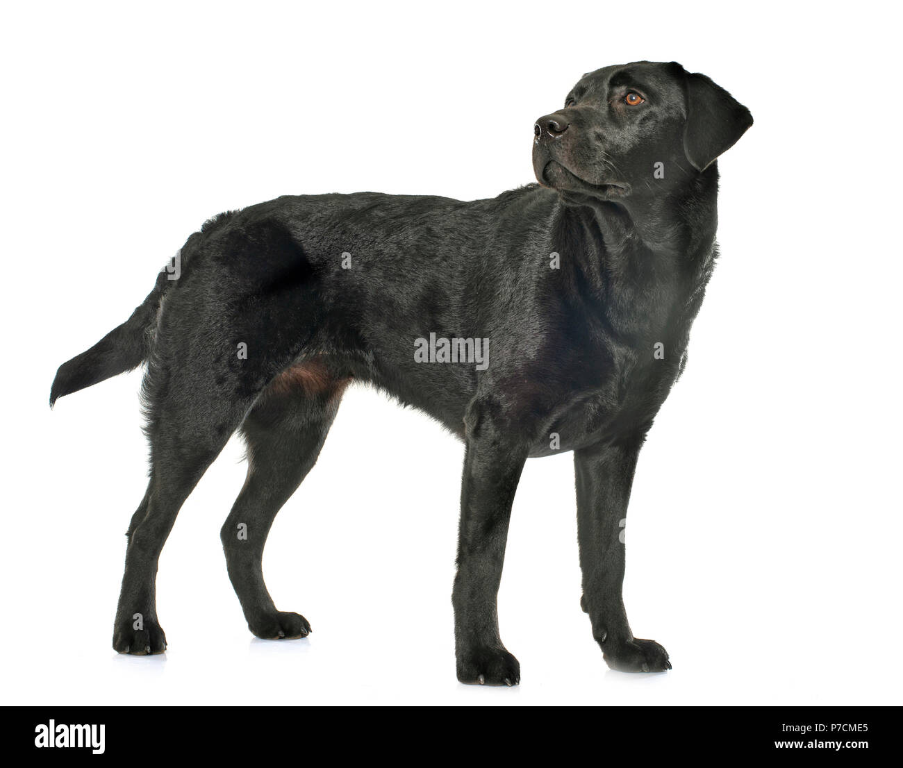 female black labrador retriever in front of white background Stock ...