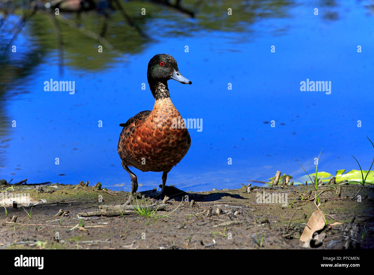 Teal colour hi-res stock photography and images - Alamy