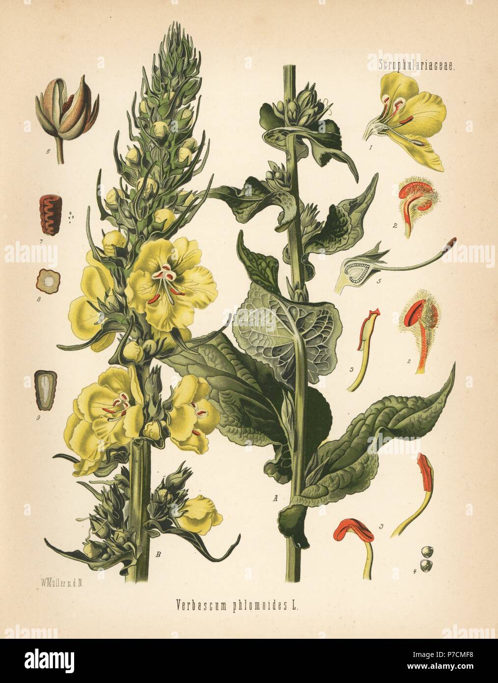 Orange mullein, Verbascum phlomoides. Chromolithograph after a ...