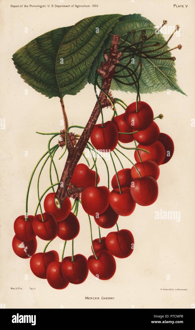 Mercer cherry, Prunus avium. Chromolithograph by Hoen after a botanical ...