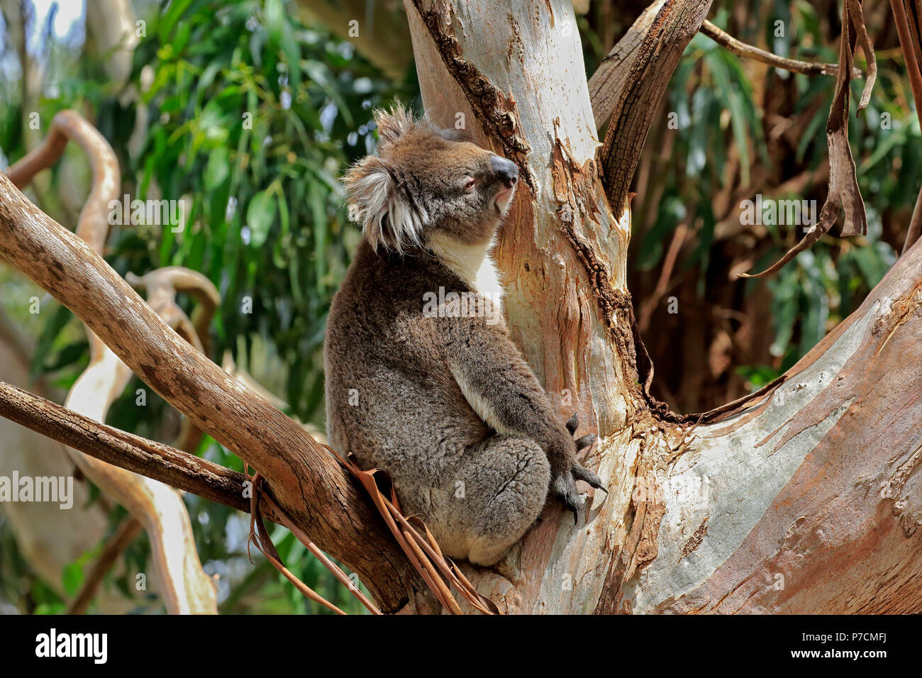 Koala, adult on tree, Mount Lofty, South Australia, Australia ...