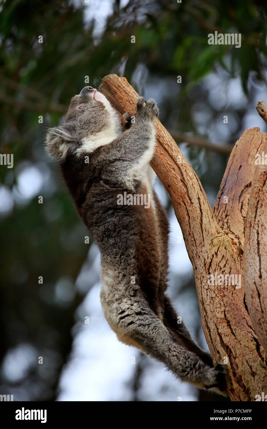 Climbing koala hi-res stock photography and images - Alamy