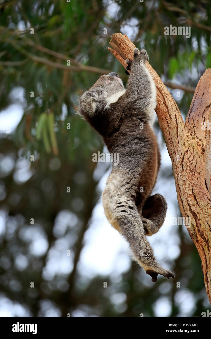Climbing koala hi-res stock photography and images - Alamy