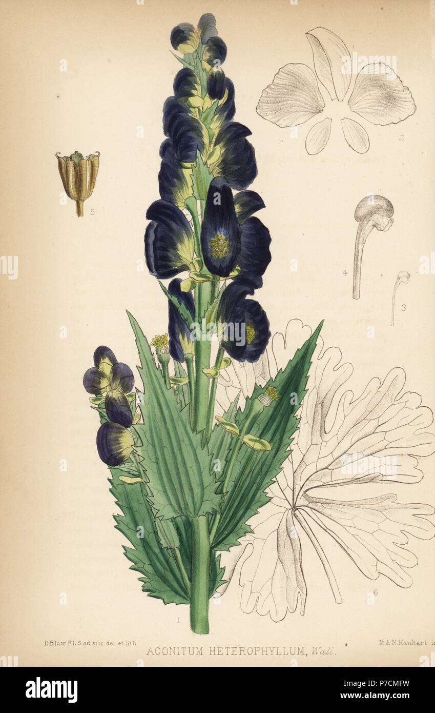 Atis or atees, Aconitum heterophyllum. Handcoloured lithograph by ...