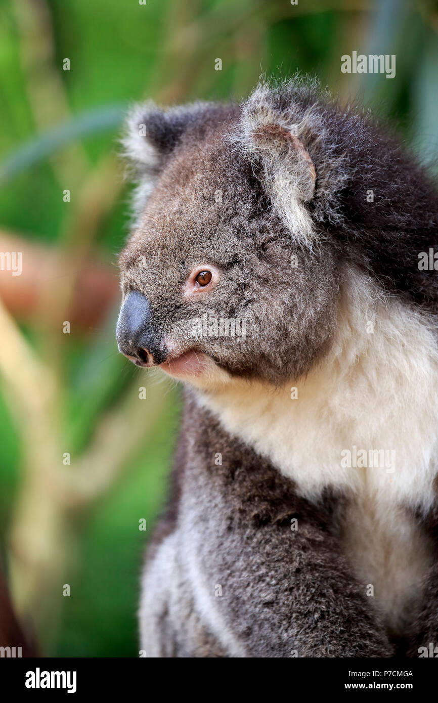 Koala, adult portrait, Kangaroo Island, South Australia, Australia ...