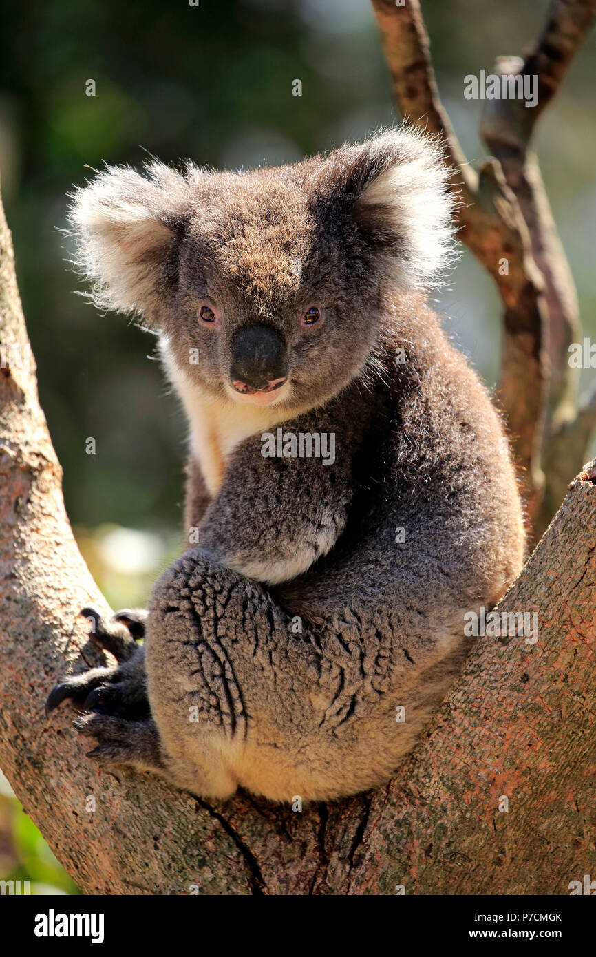 Koala phascolarctos cinereus single adult hi-res stock photography and ...