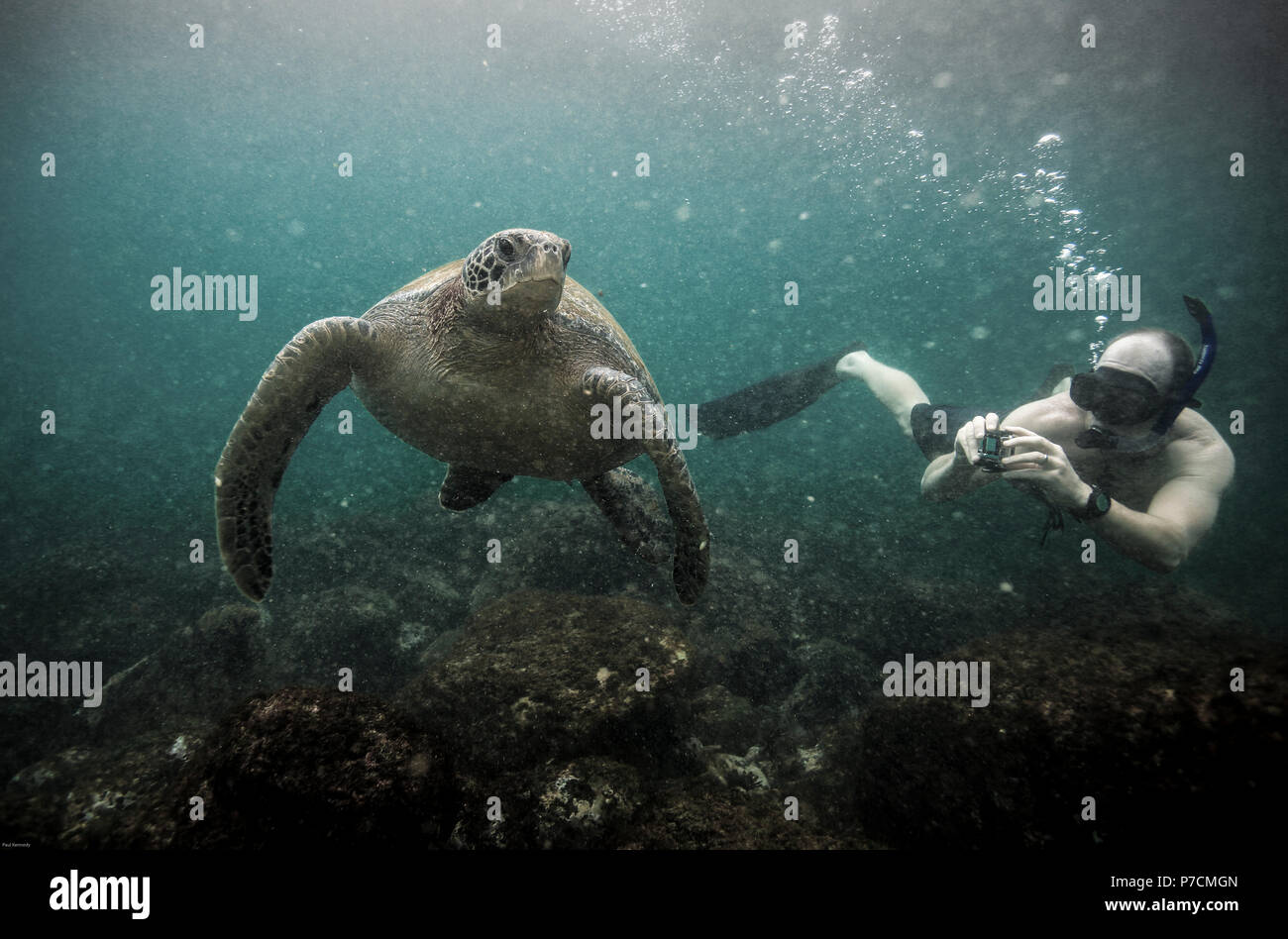Wildlife swimming tourist galapagos hi-res stock photography and images ...